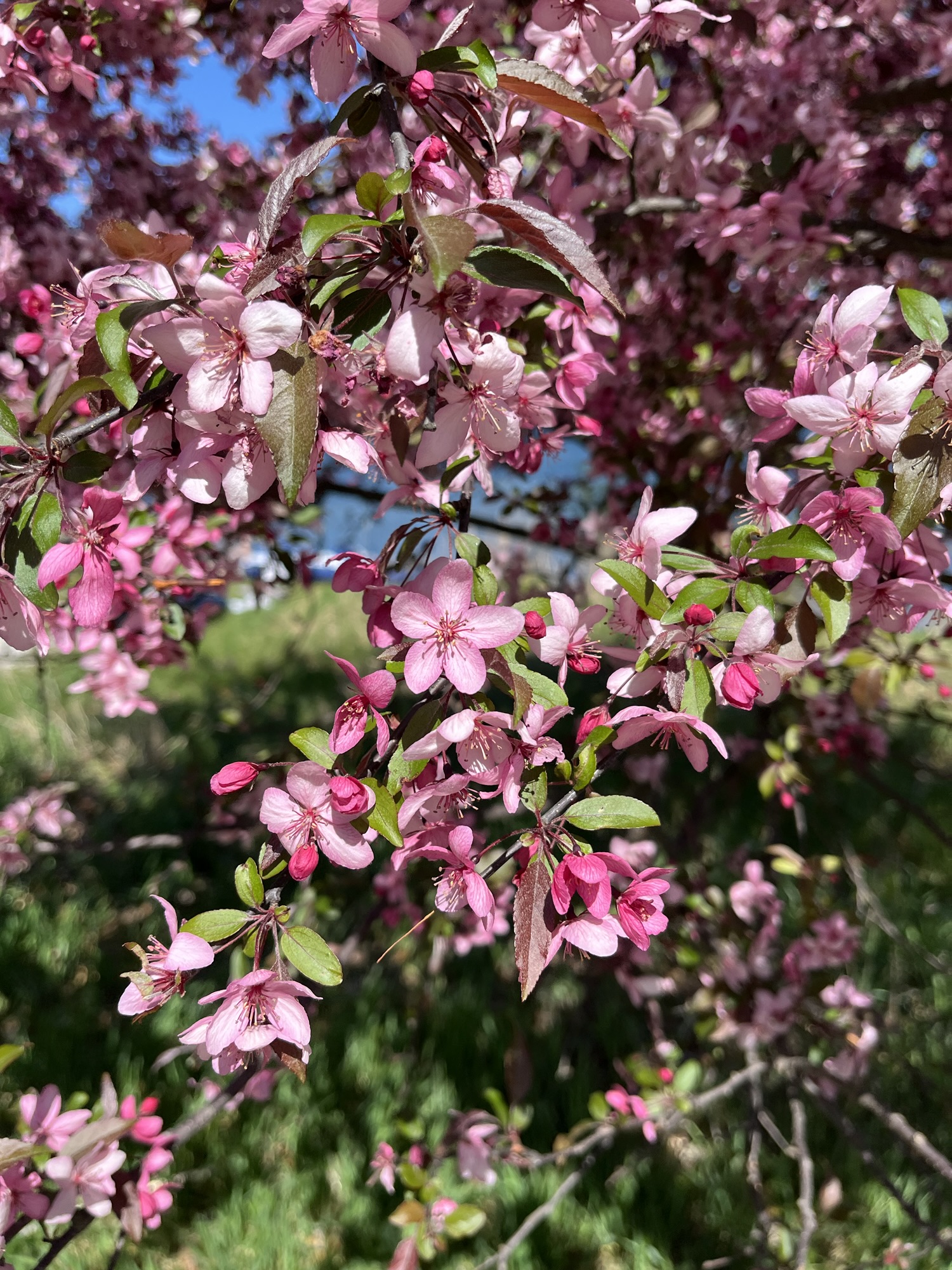 The beauty of the crabapple tree – Allison Gems